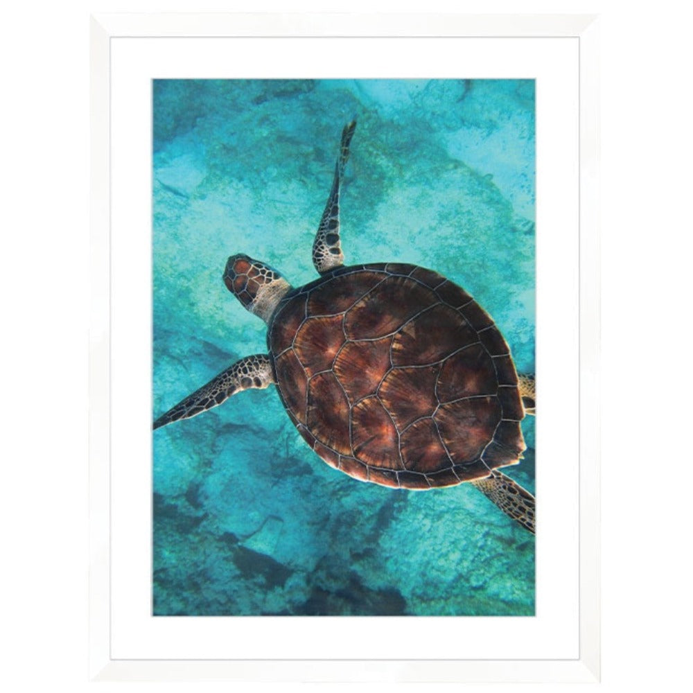 Sea Turtle Print White Framed – exclusivesignings